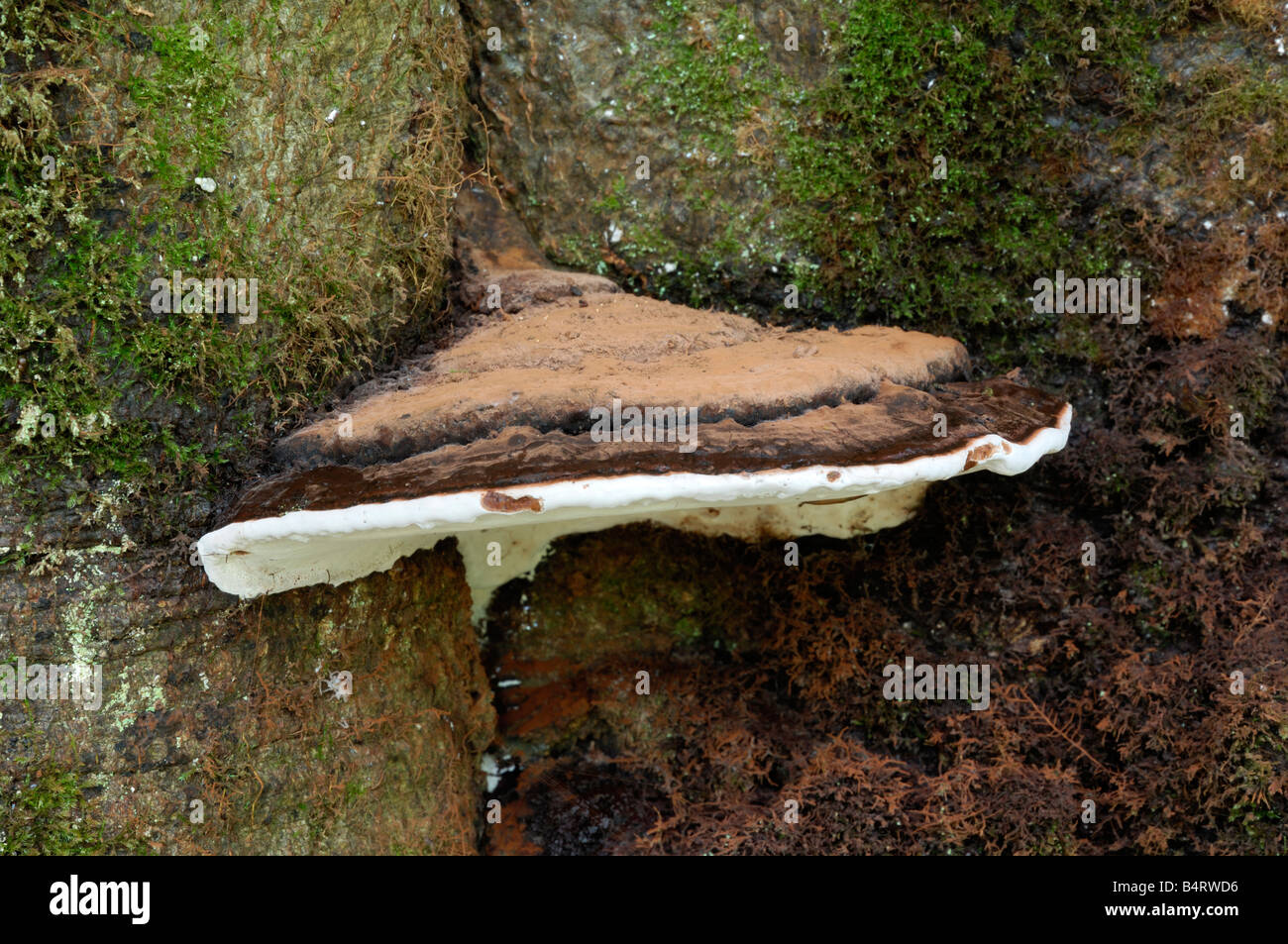 Artist's Bracket fungus, ganoderma applanatum, on beech tree, Carstamon ...