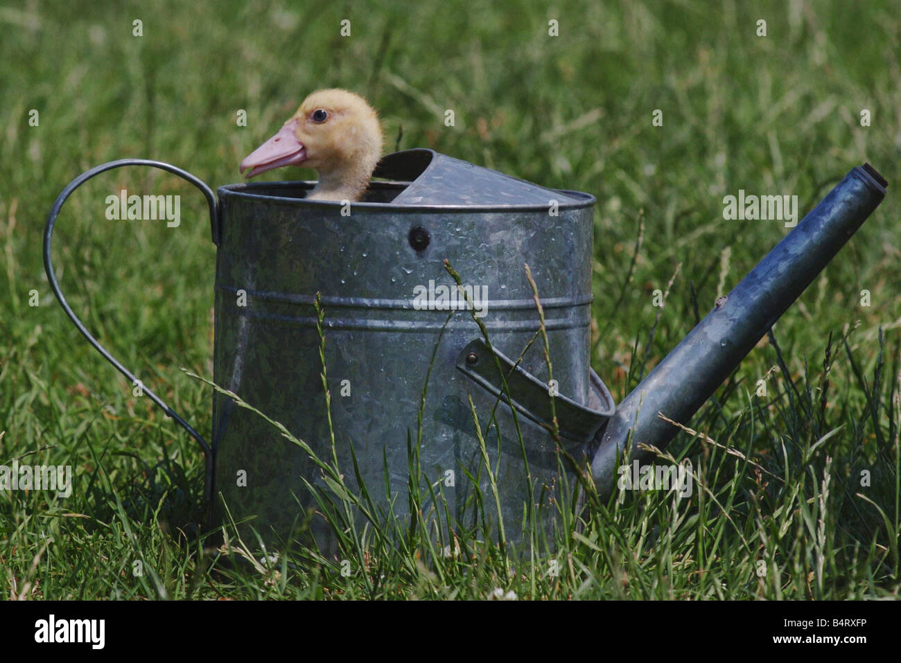Ducksy the Duckling cools down during the heatwave at Cefn Mably Farm ...