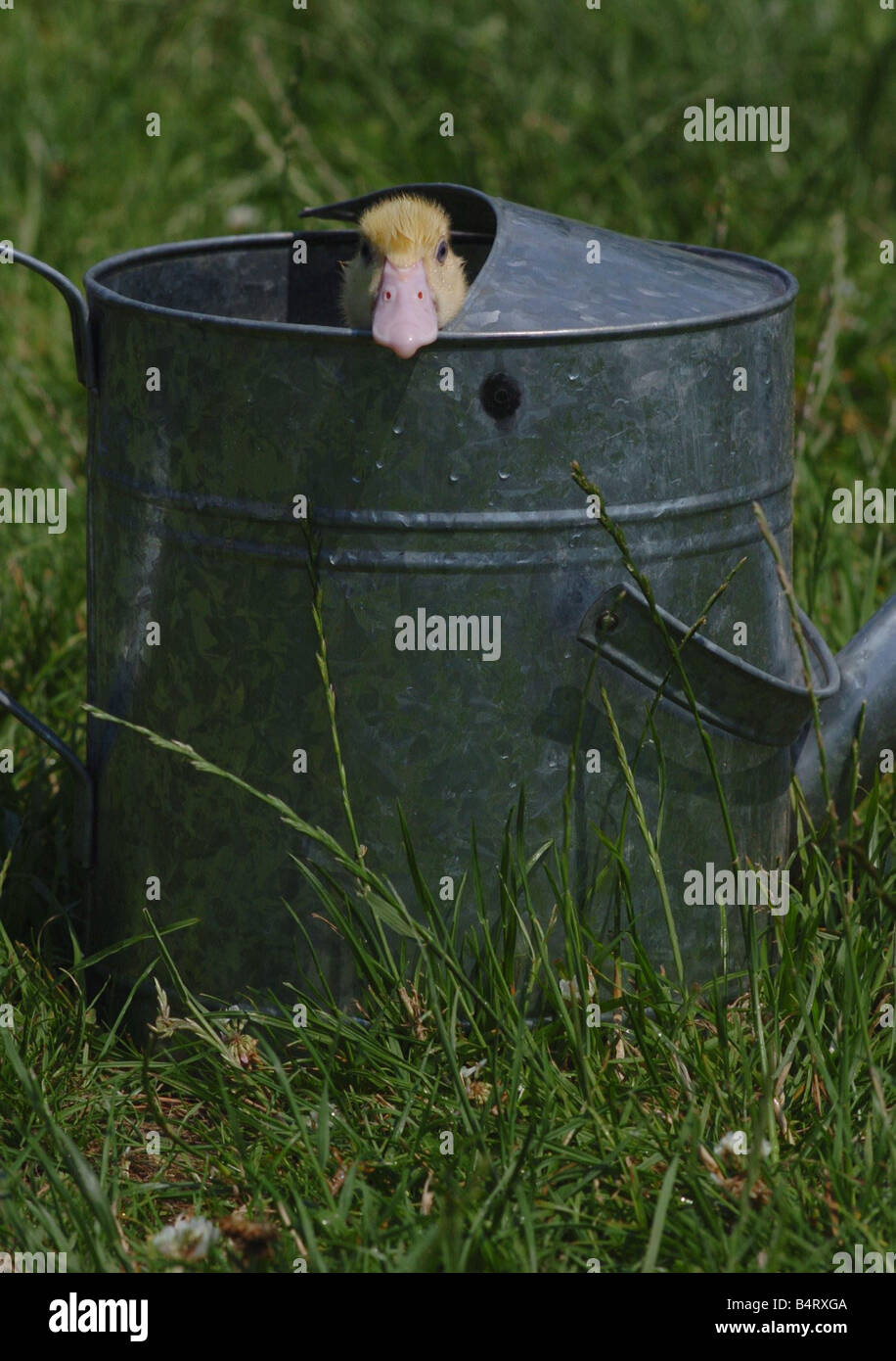 Ducksy the Duckling cools down during the heatwave at Cefn Mably Farm ...