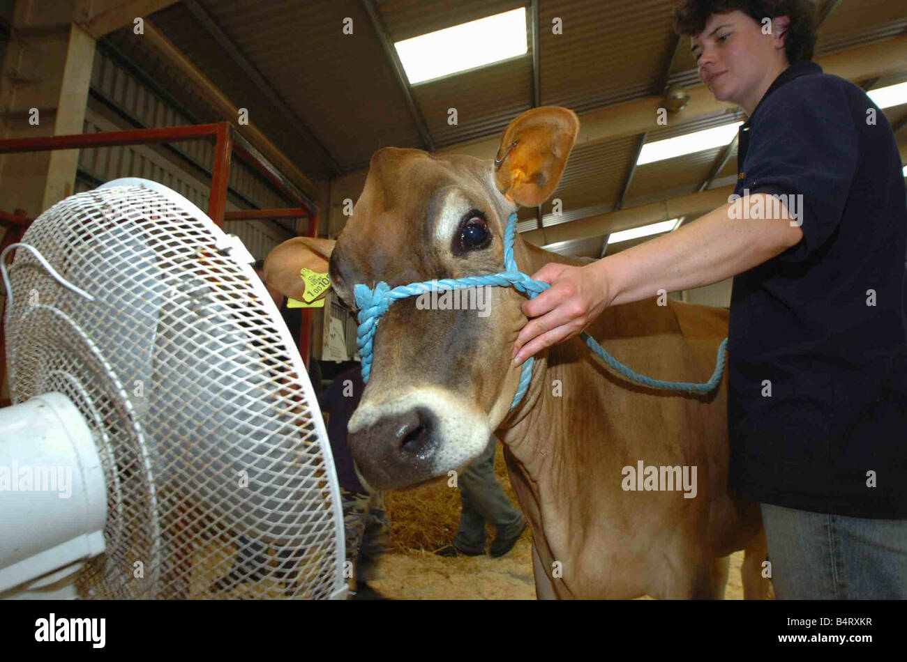 Elsie keeps her cool Hillhouse Oggie Elsie a Jersey heifer from Meidrum ...