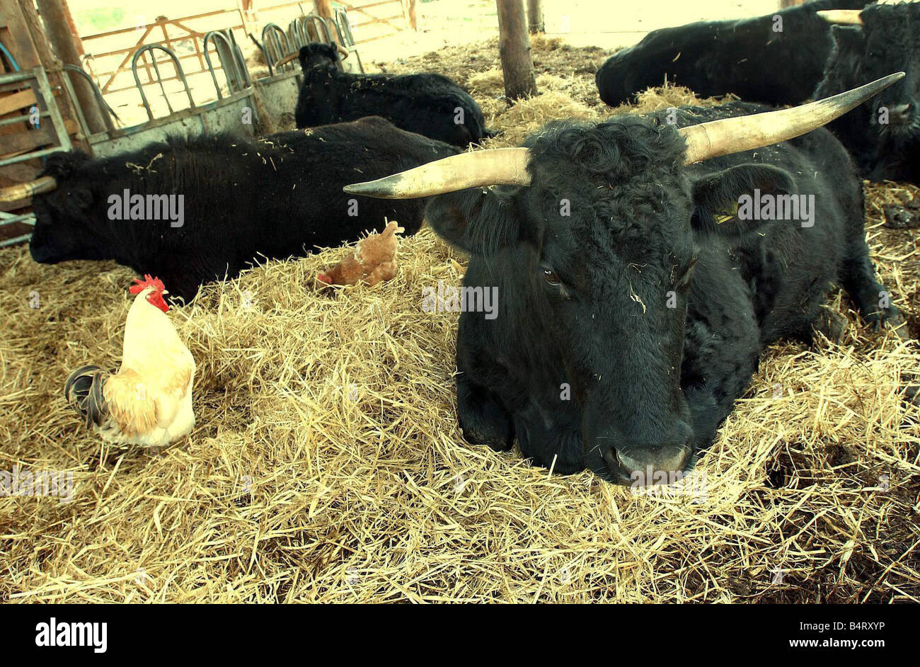 Black Welsh Cattle High Resolution Stock Photography and Images - Alamy