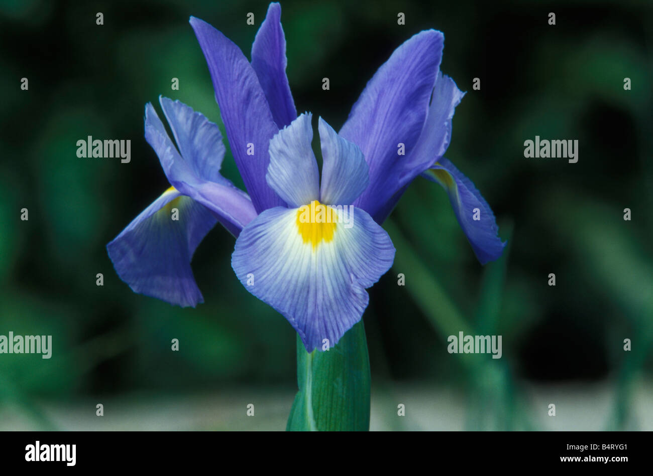 Iris Giardini Hanbury Ventimiglia Ligury Italy Stock Photo - Alamy