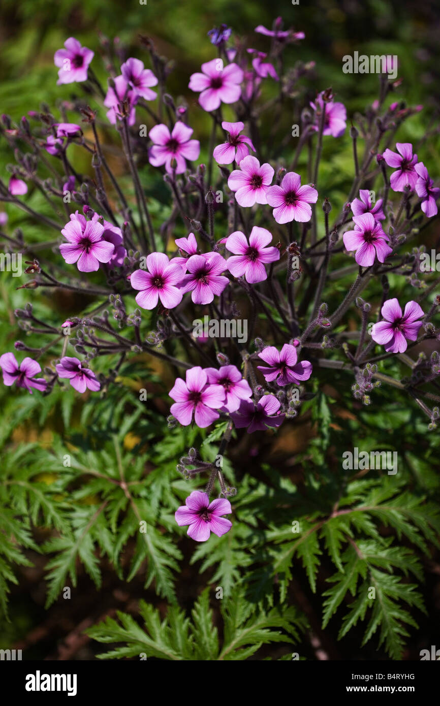 Geranium palmatum hi-res stock photography and images - Alamy