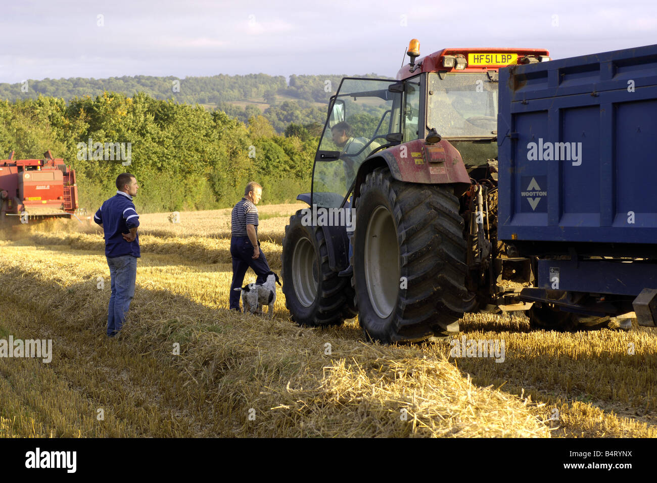 Farmers working in the early evening gathering in a wheat crop Stock ...
