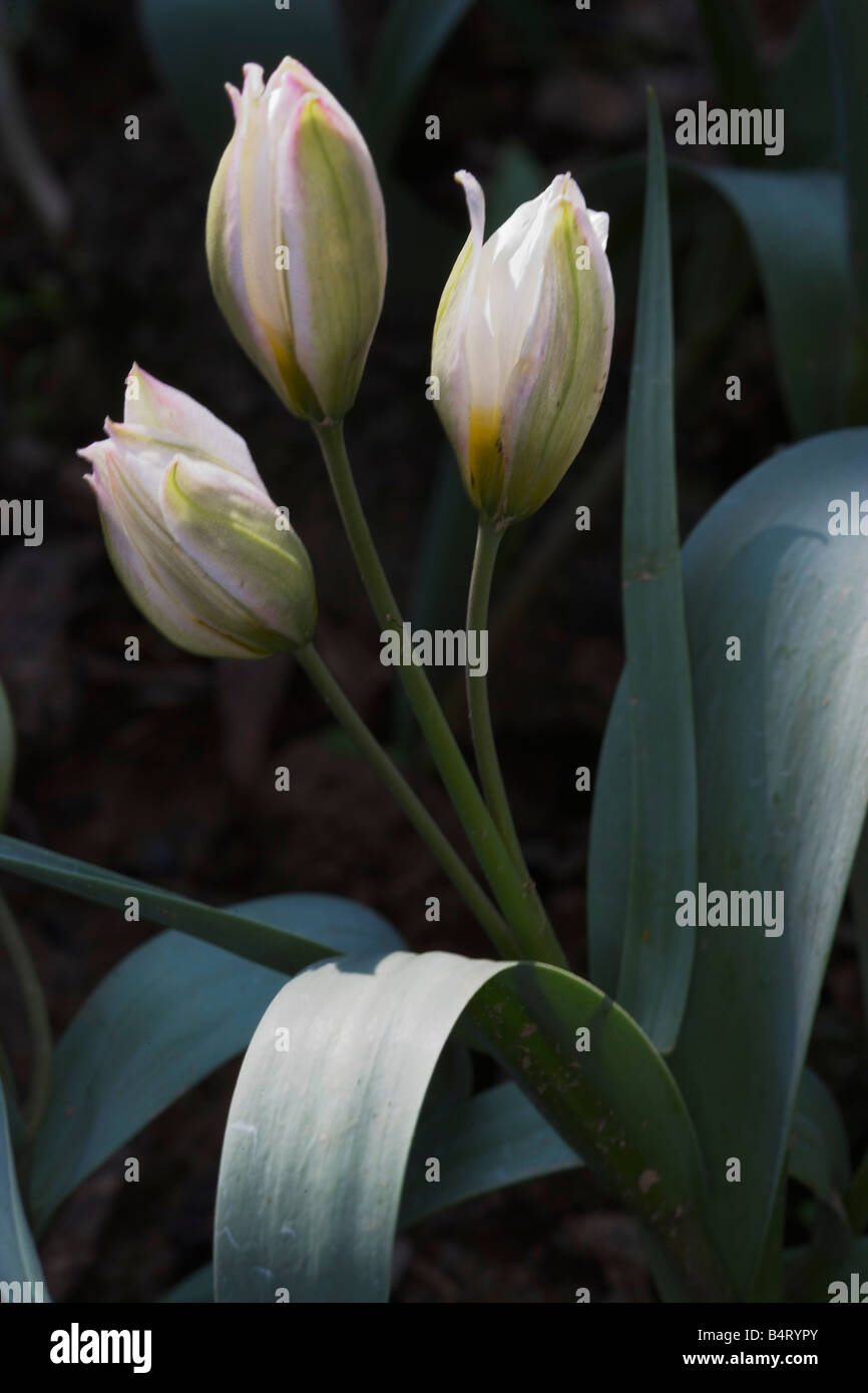 Tulipa polychroma hi-res stock photography and images - Alamy