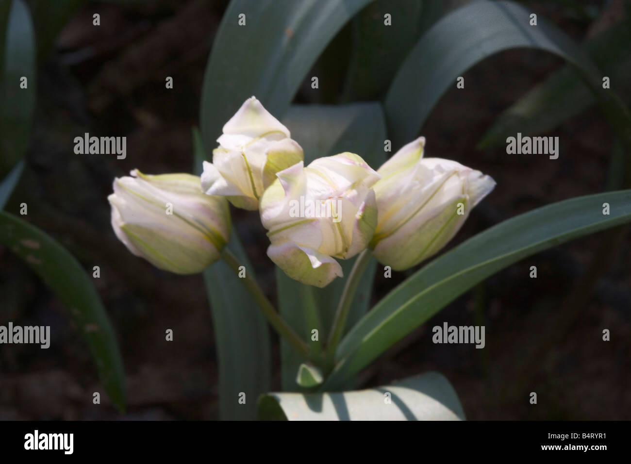 Tulipa polychroma Pralormo castle Pralormo Piedmont Italy Stock Photo ...
