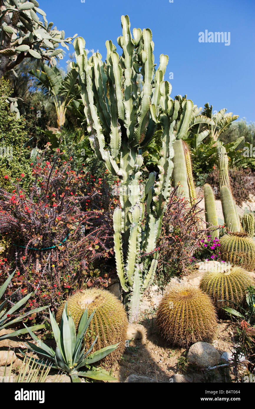 Cereus monstrousus Pallanca exotic garden Bordighera Ligury Italy Stock ...