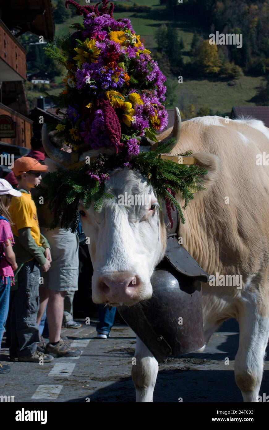Cows wearing a flower headdress for the annual Alpenfest and crowning ...