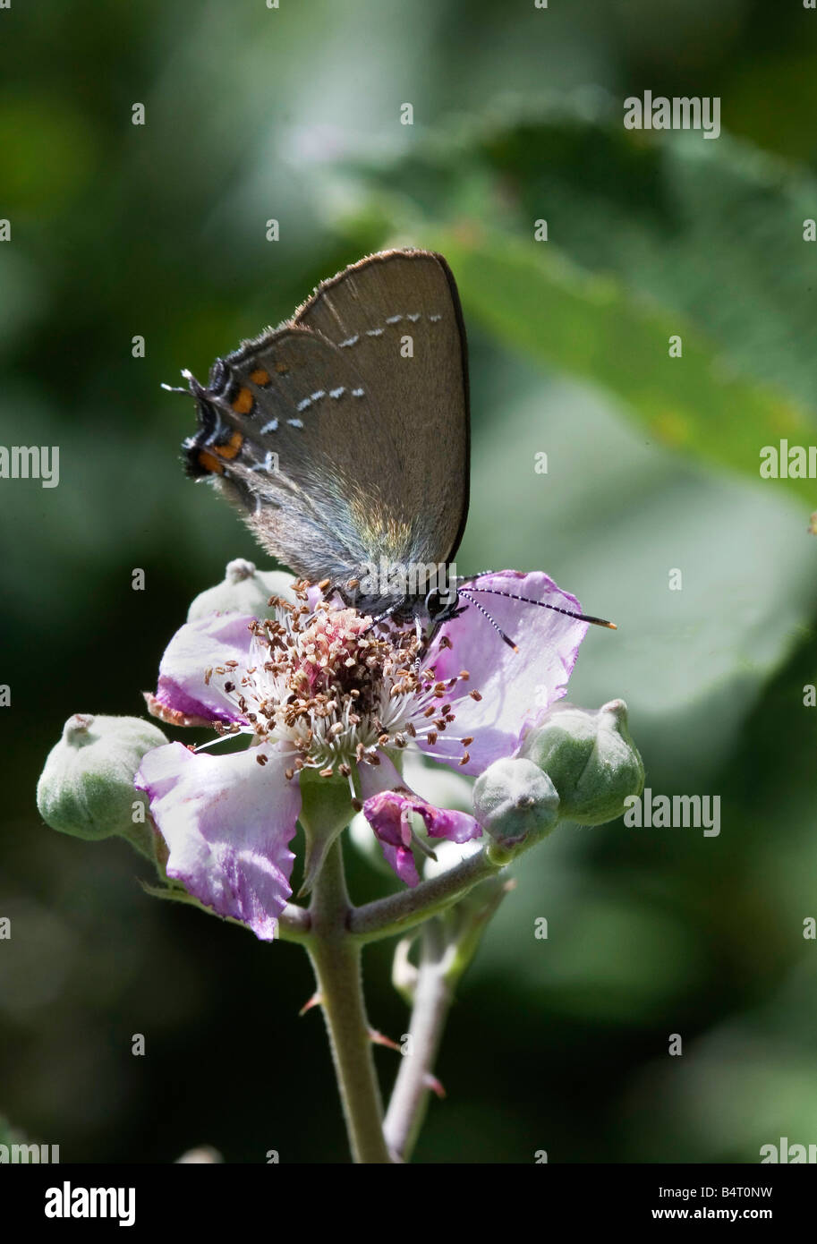Nordmannia ilicis hi-res stock photography and images - Alamy