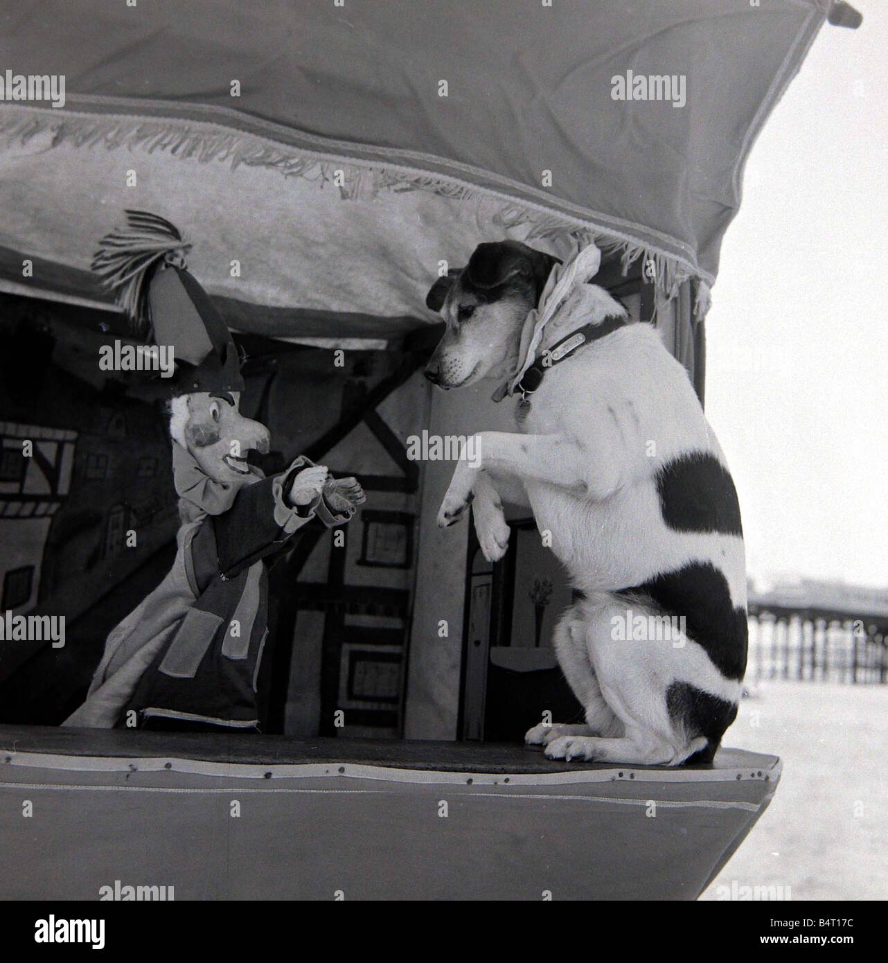 Prince the dog who plays the part of Toby in Joe Grennes Puch and Judy ...