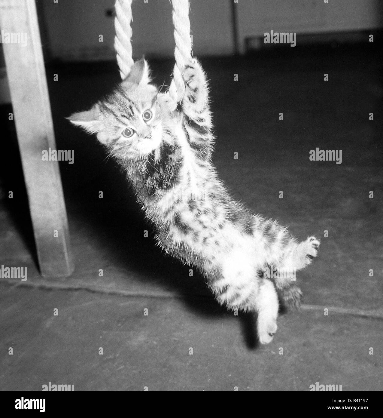 Hanging of a rope Black and White Stock Photos & Images - Alamy