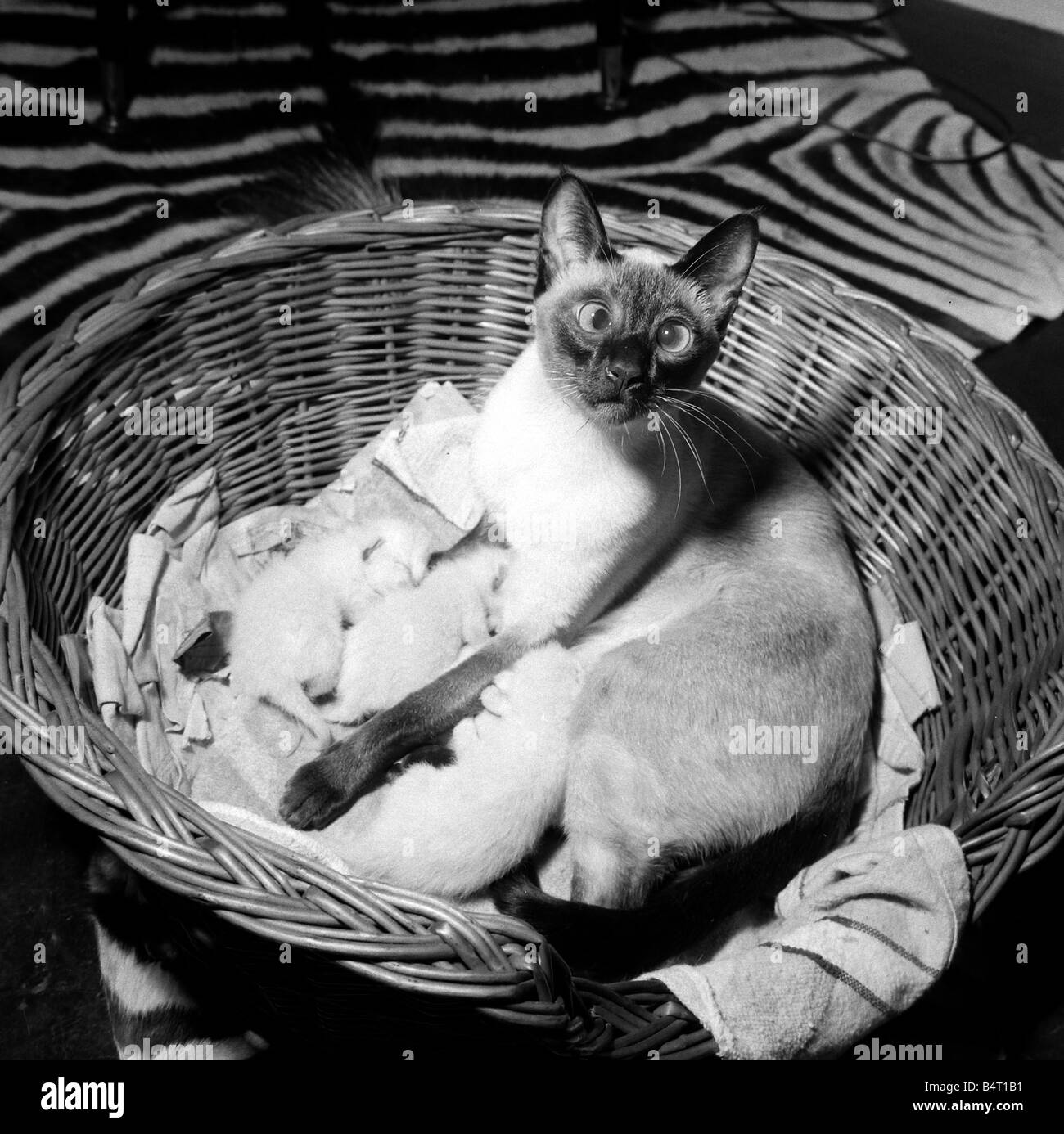 Cross eyed animals hi-res stock photography and images - Alamy