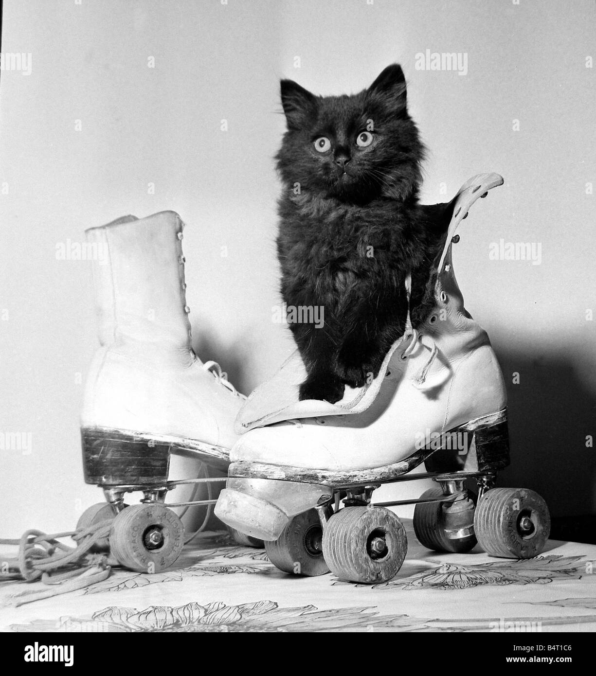 Sooty the kitten poised for the camera inside a rollerskate August 1965 ...