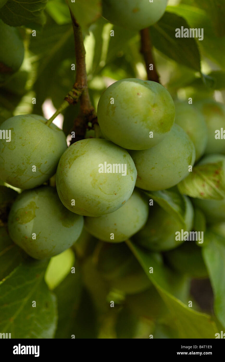 Best Time To Plant A Greengage Tree at Martin Loya blog