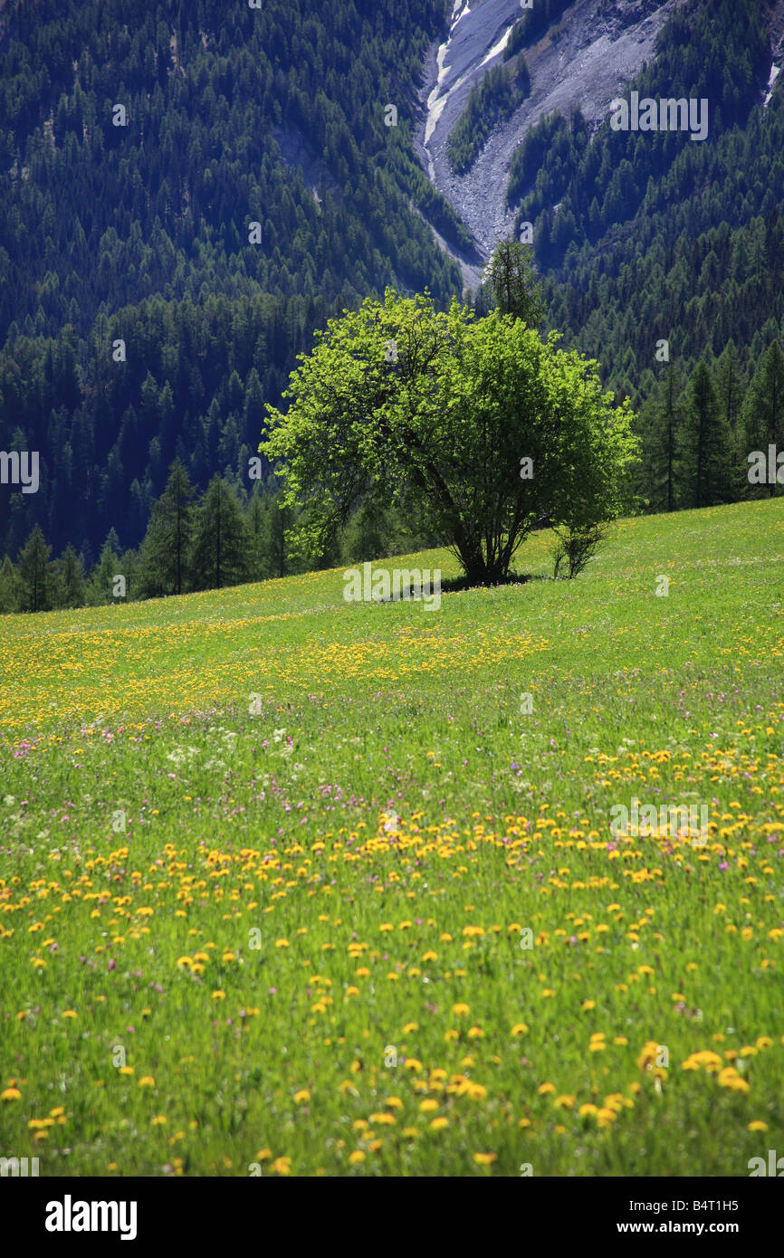 Summer landscape Val Monastero Bassa Engadina Switzerland Europe Stock ...