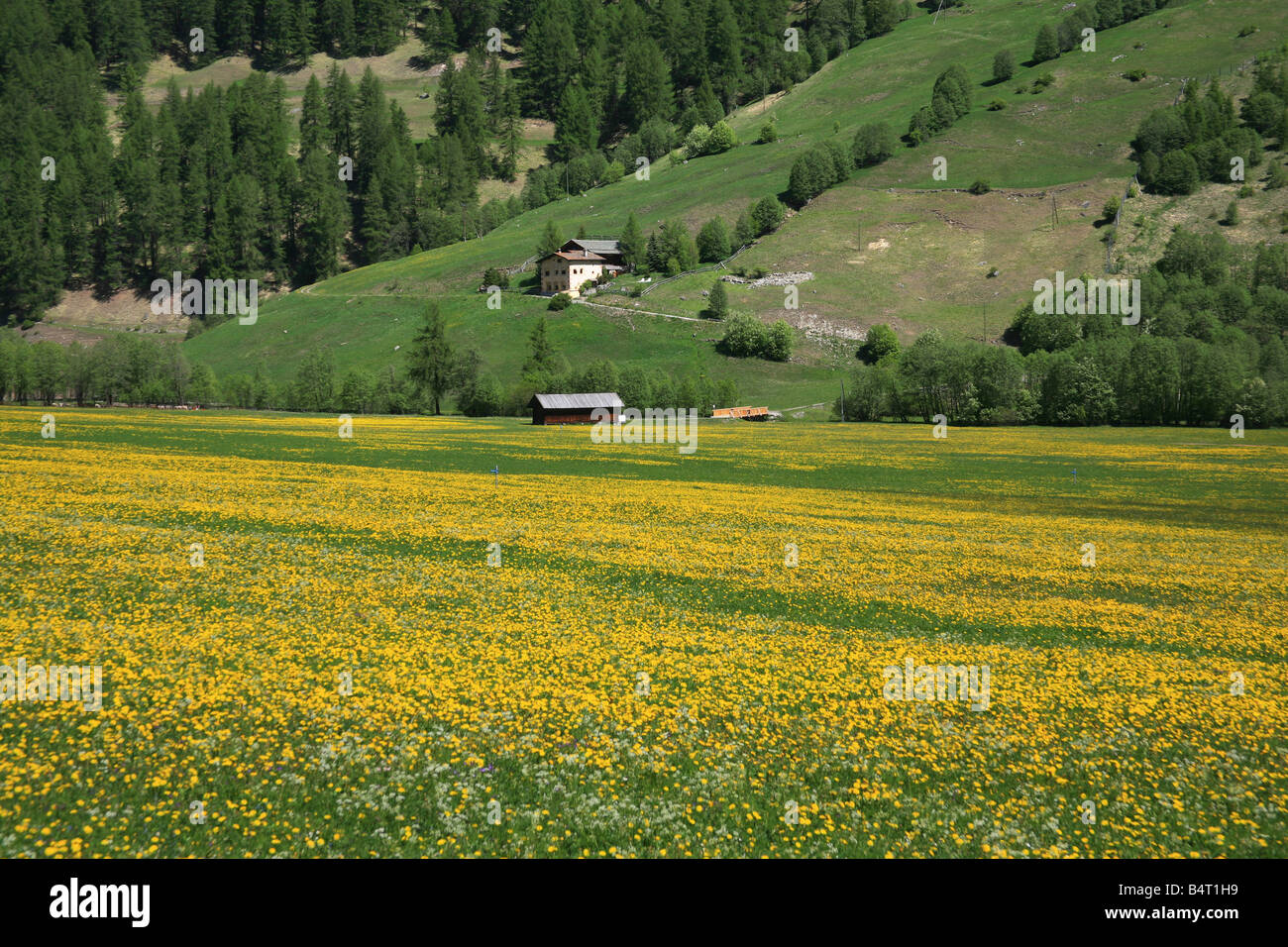 Summer landscape Val Monastero Bassa Engadina Switzerland Europe Stock ...