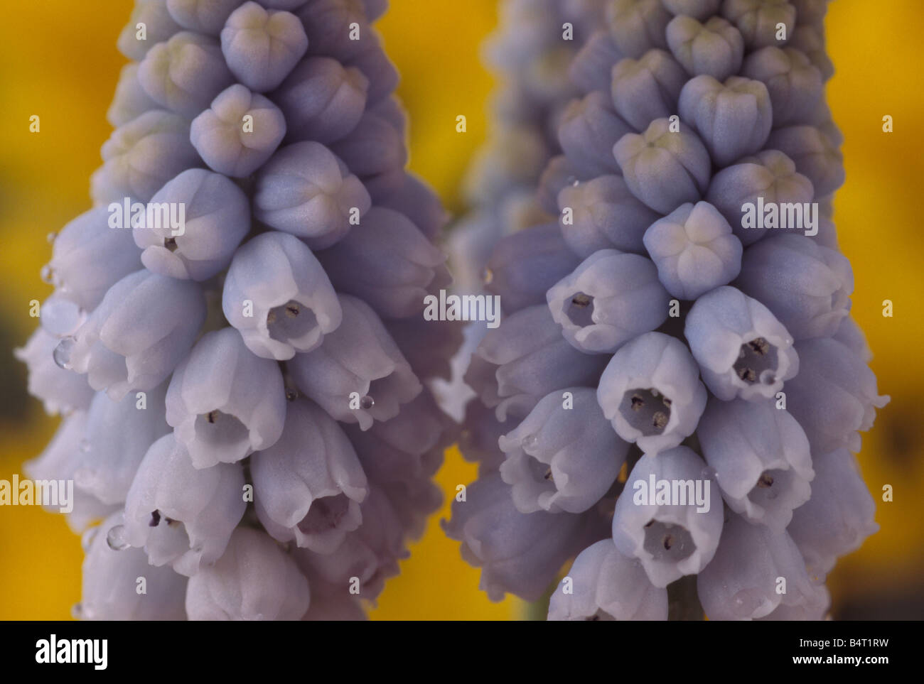 Muscari 'Jenny Robinson' AGM (Grape hyacinth) syn Baby's Breath Stock ...