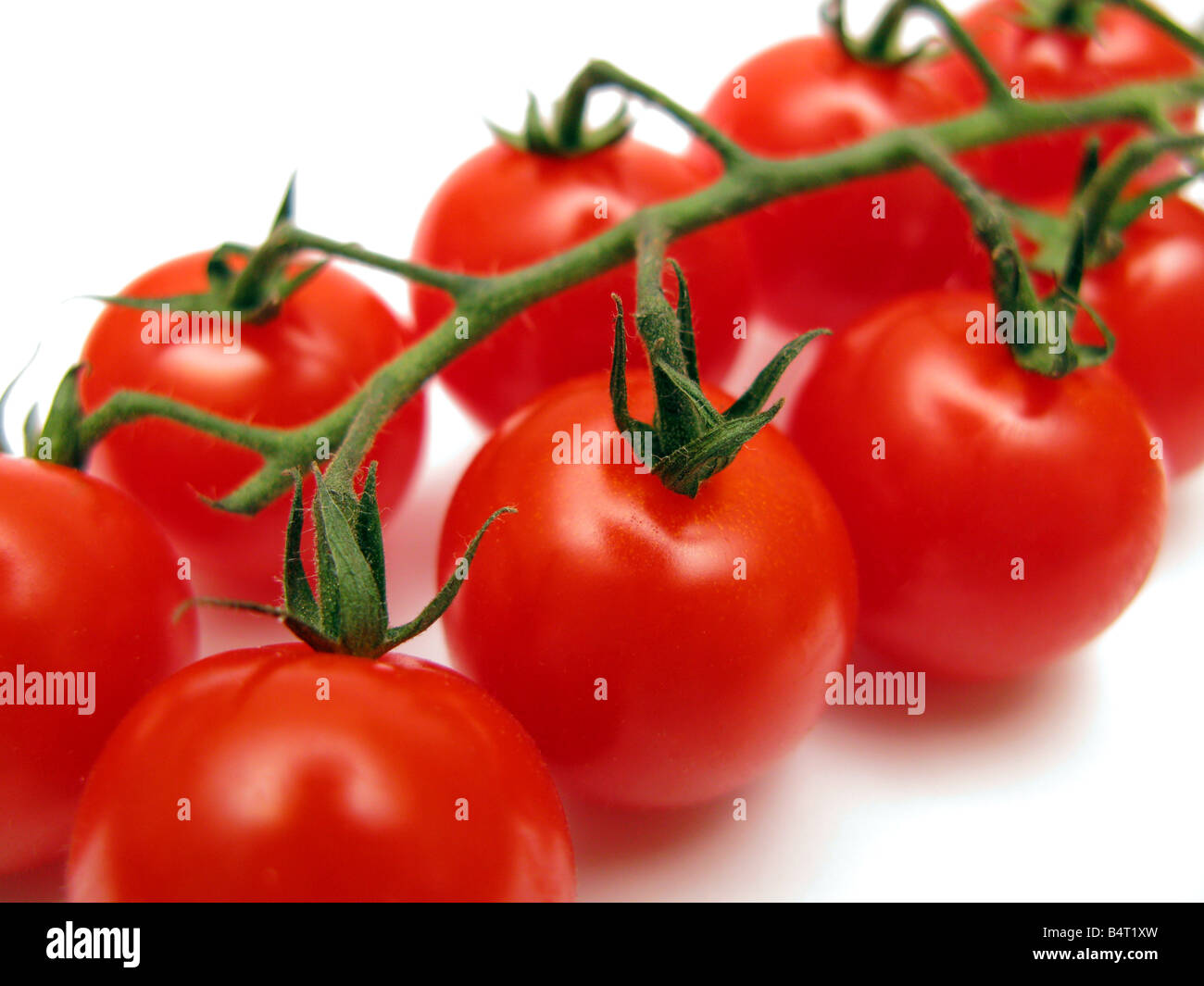 Baby tomatoes on the vine Stock Photo - Alamy
