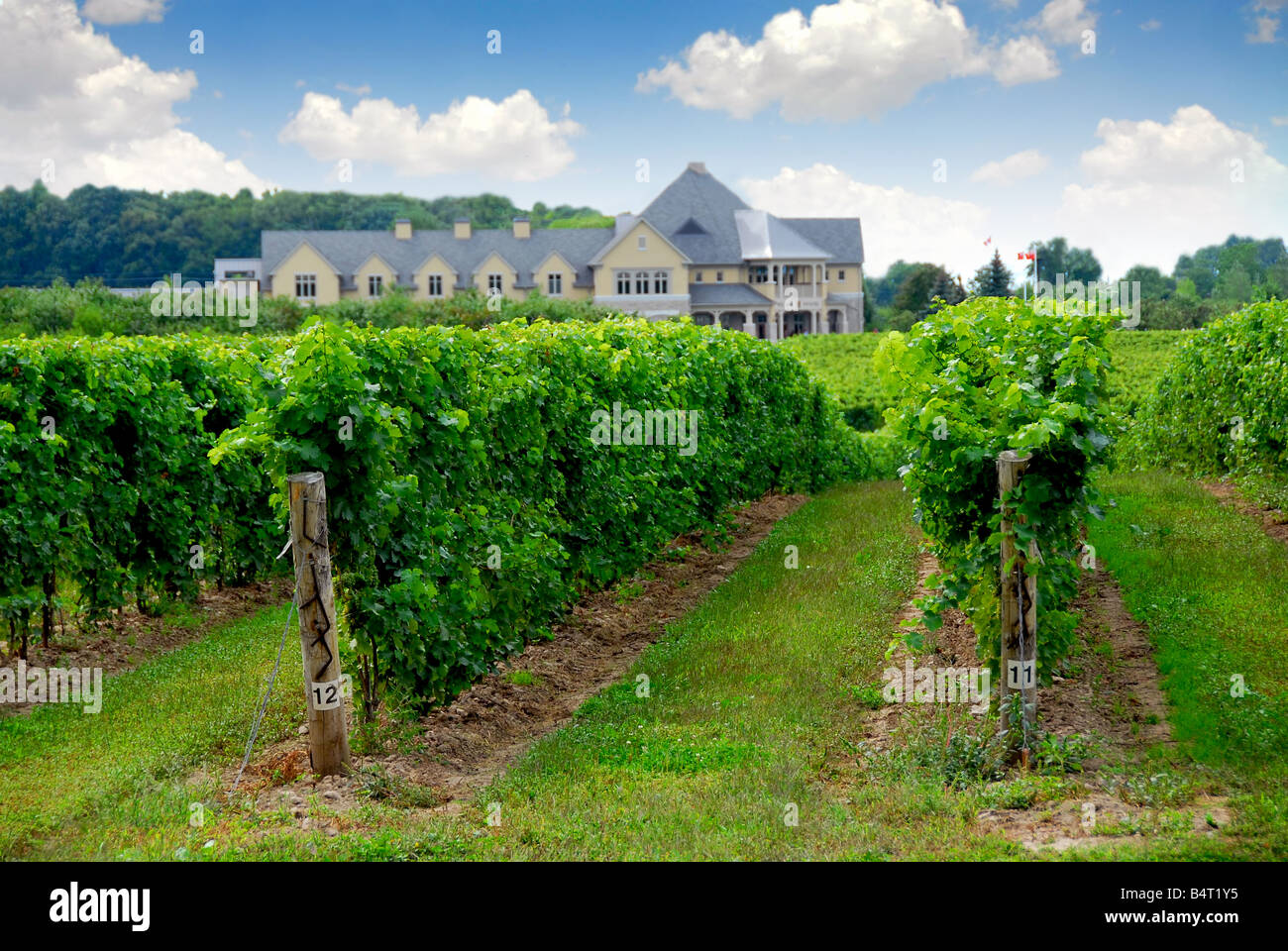 Vineyard and winery Stock Photo - Alamy