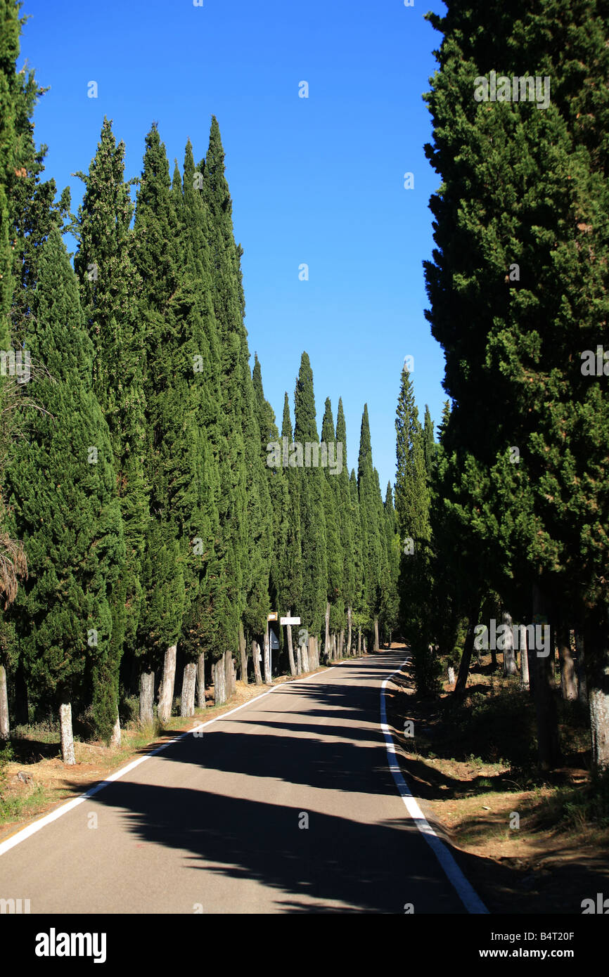 Tree-lined road with cypress Italy Stock Photo - Alamy