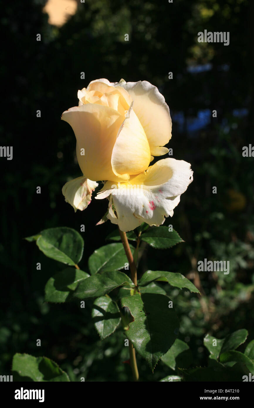 Rose Italy Stock Photo - Alamy