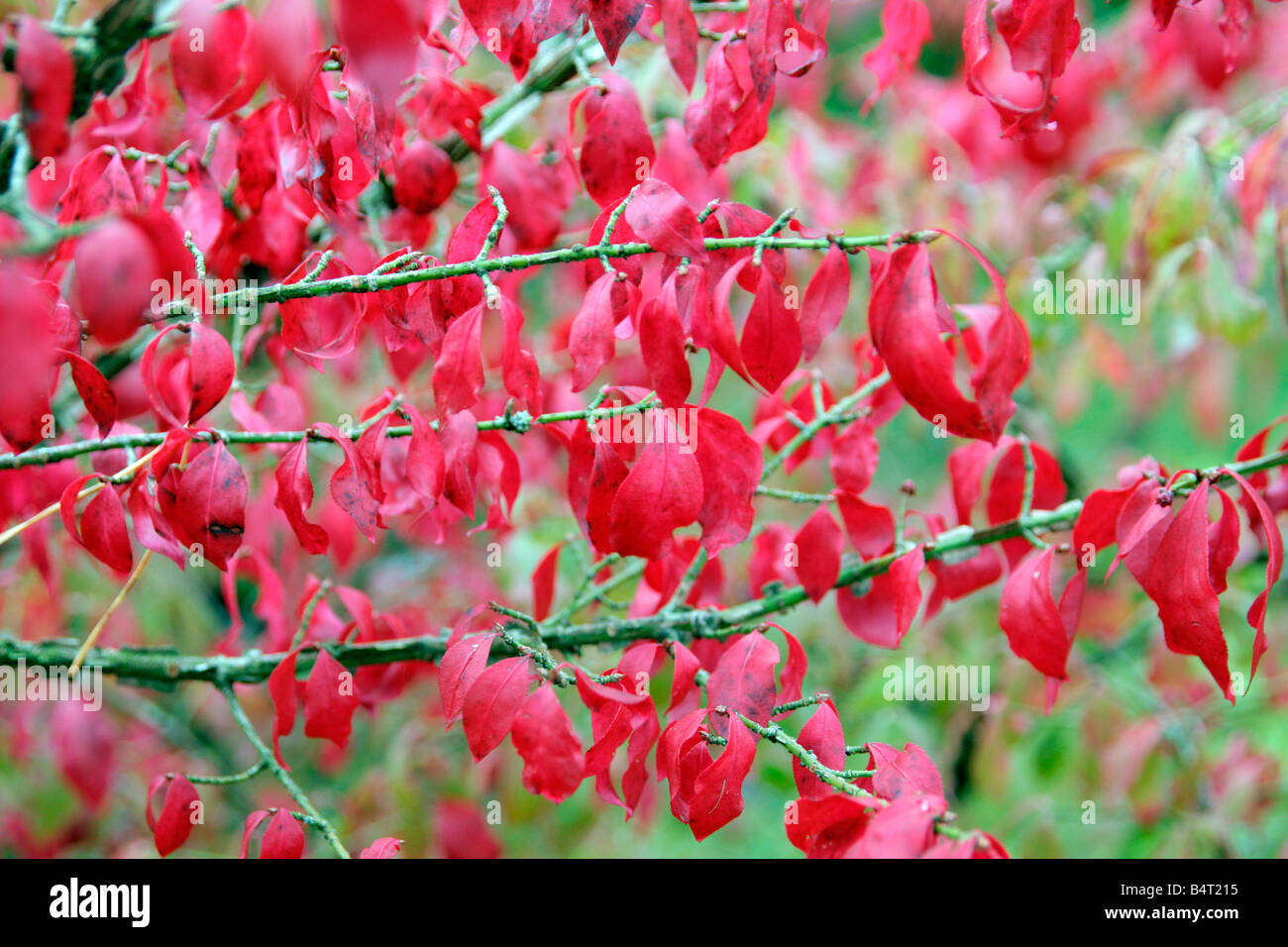 Euonymus fall color hi-res stock photography and images - Alamy