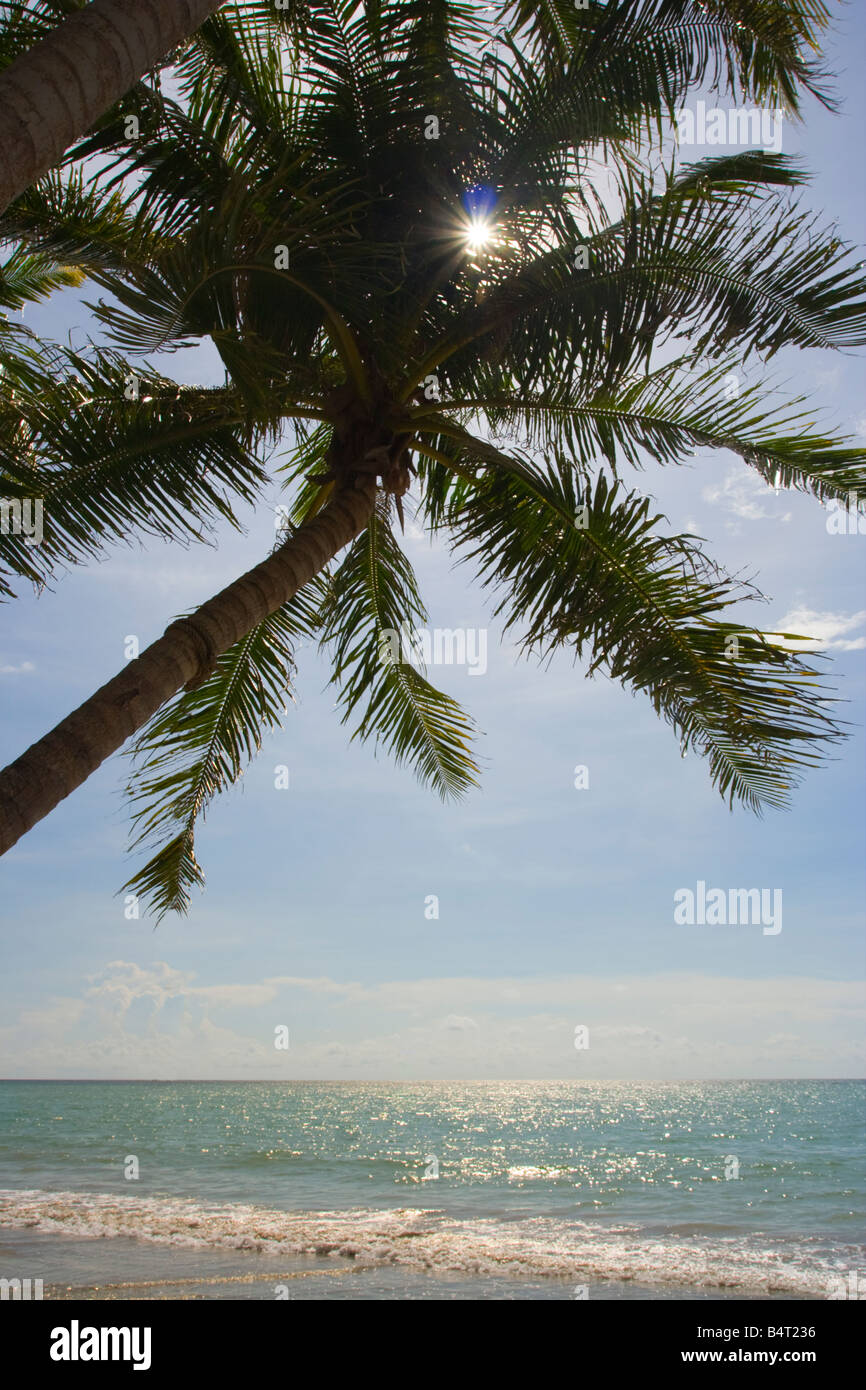 Coconut palms along the beach at Pohon Batu on the west coast of Labuan ...