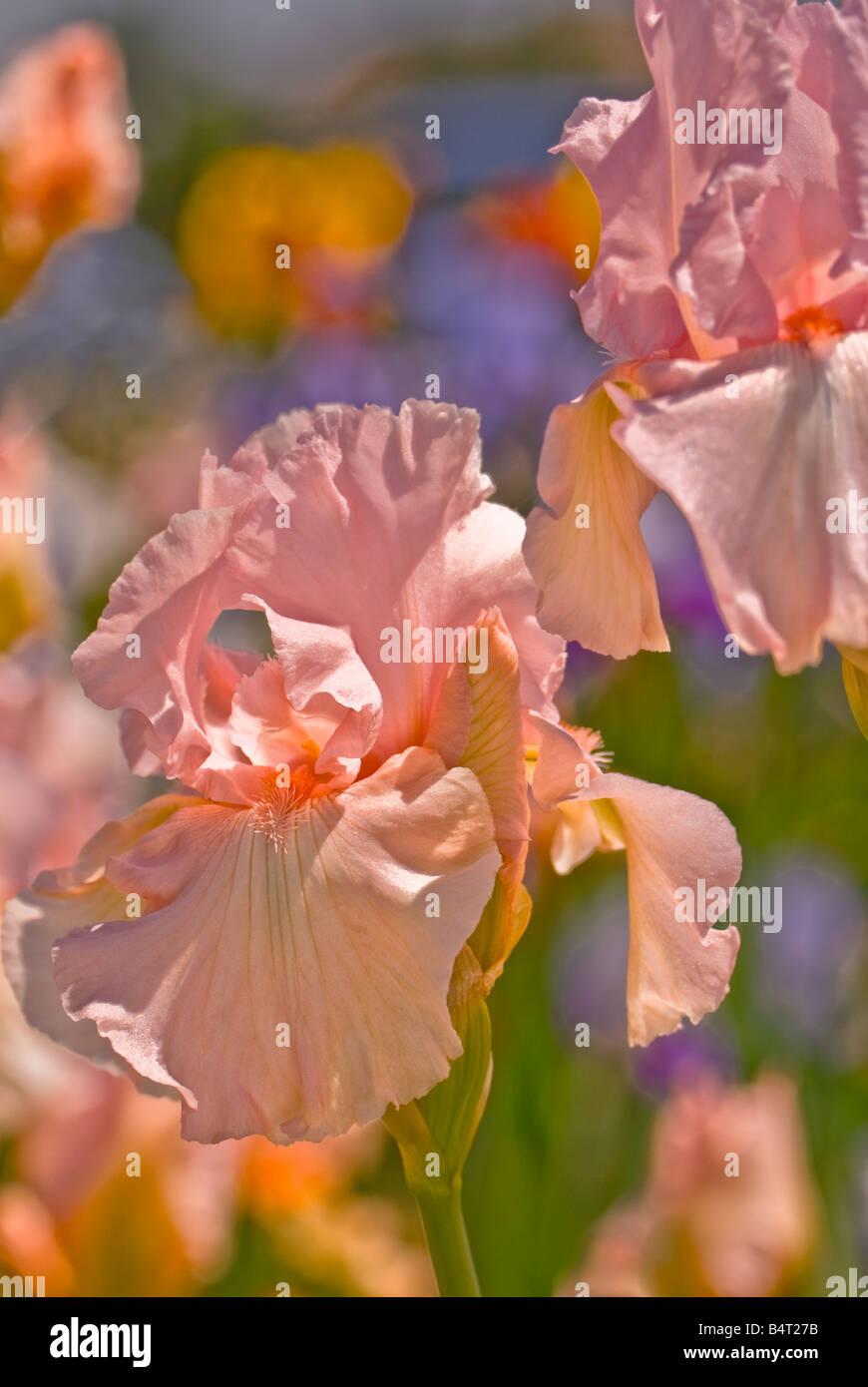 Iris 'Vanity' flowers Stock Photo - Alamy