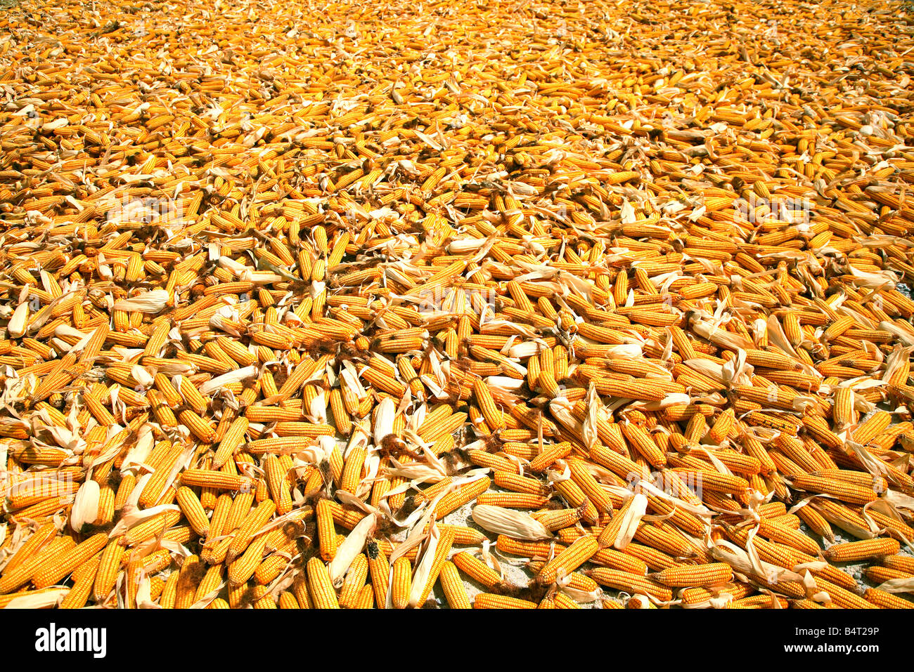 Corn, maize dried for animal food Stock Photo - Alamy