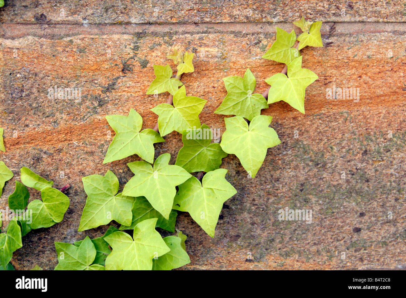 Buttercup ivy hi-res stock photography and images - Alamy