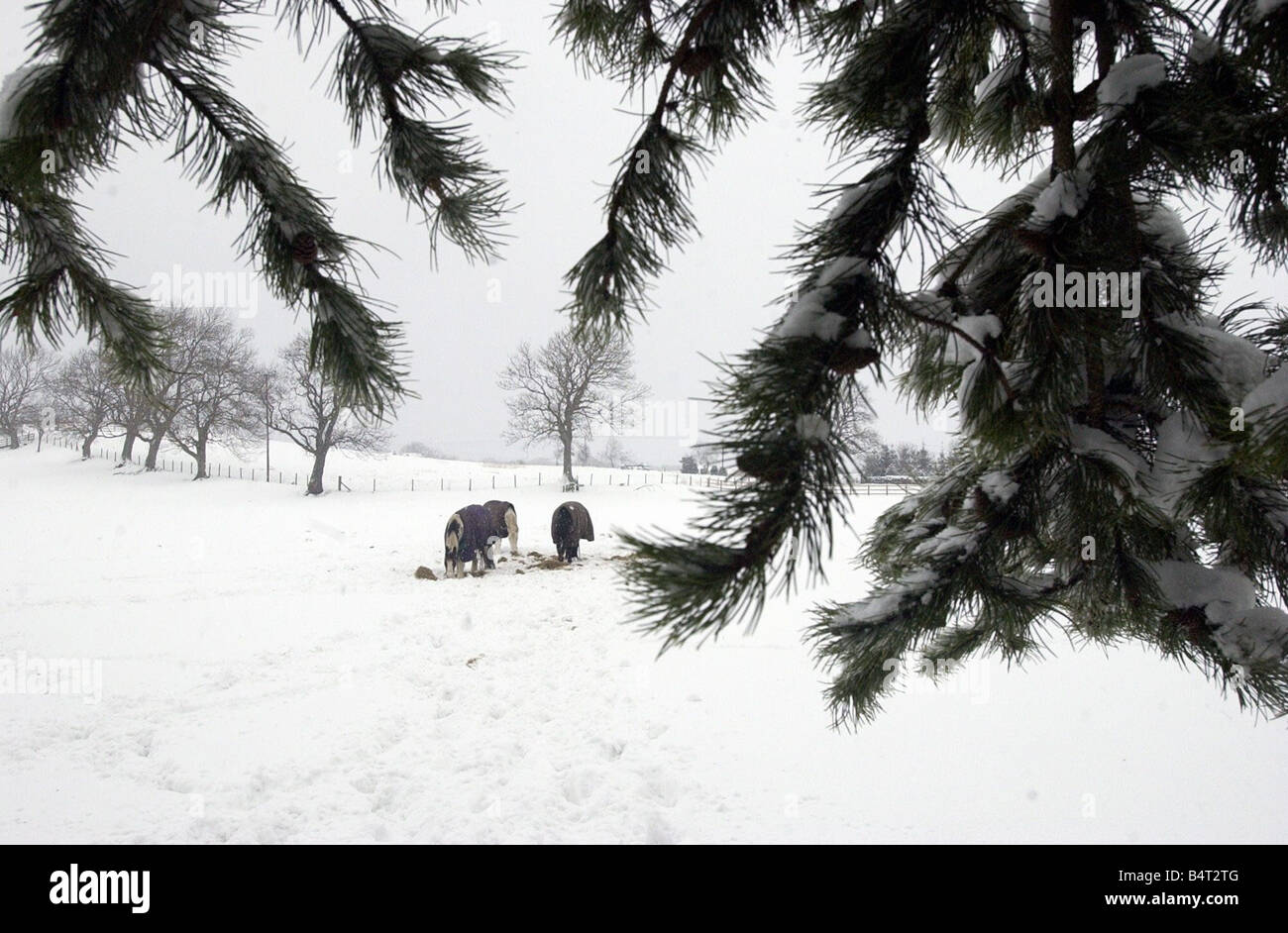 Snowy scene at Slaley village Stock Photo - Alamy