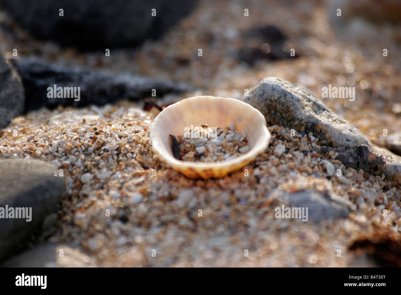 Shell on the seashore at Inverallochy on the North East Coast of ...
