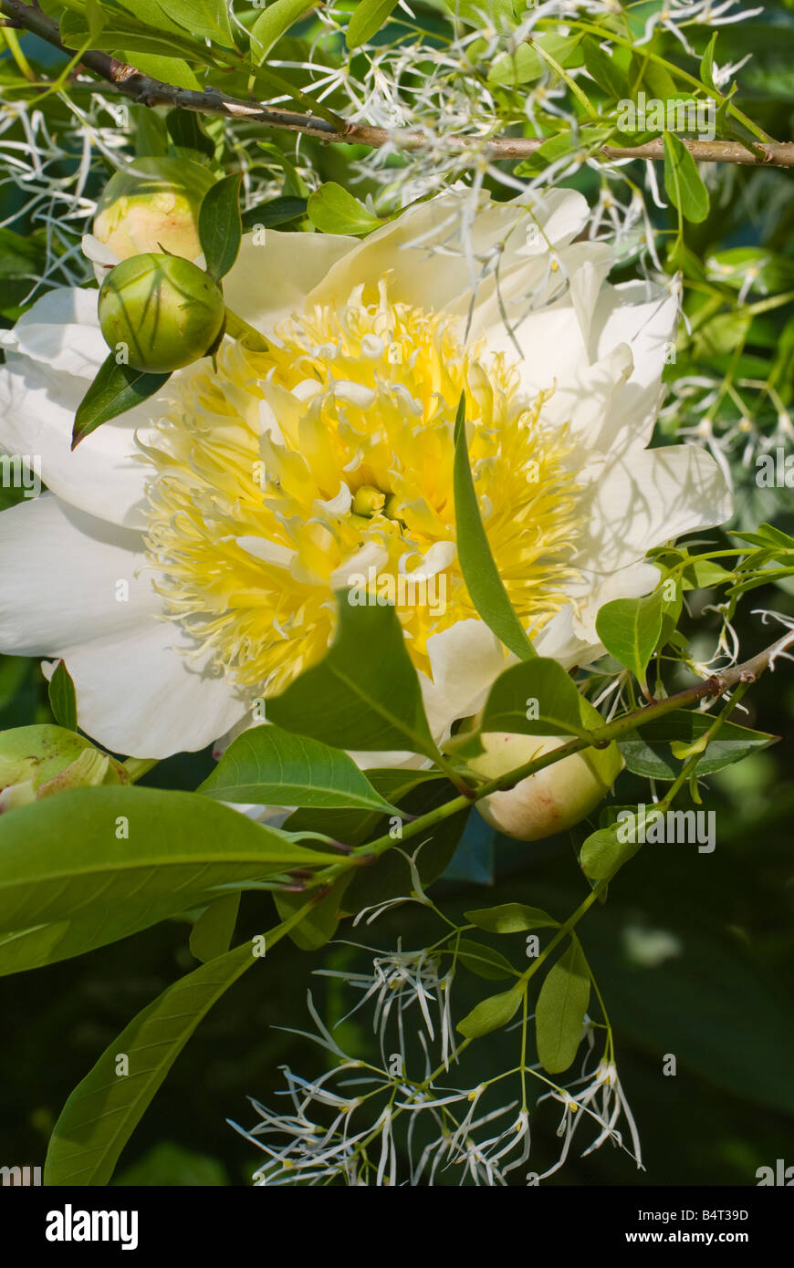 Contrasting flower textures create excitement in the garden .Big bold ...