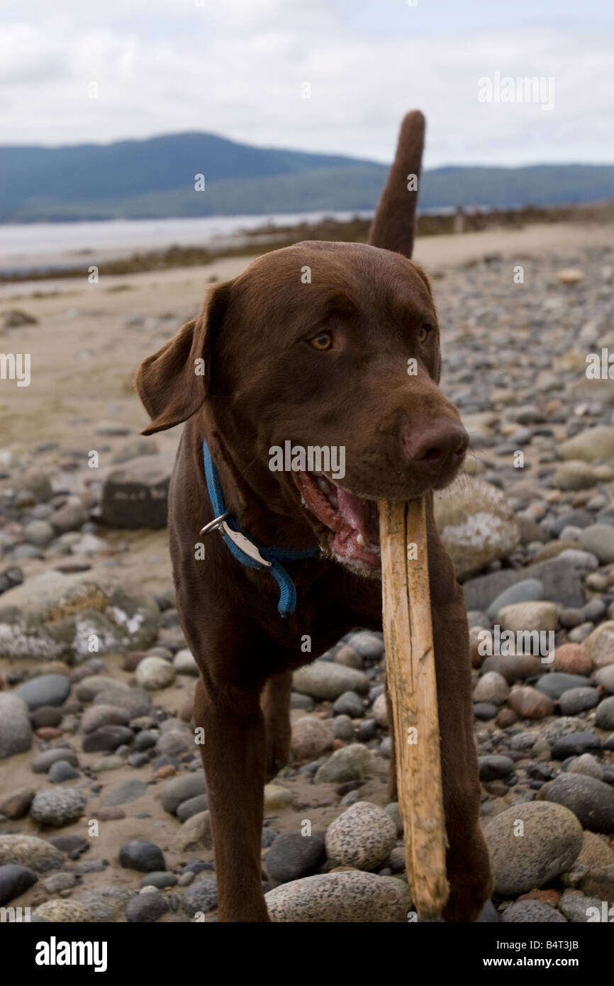 Mans walking stick hi-res stock photography and images - Alamy