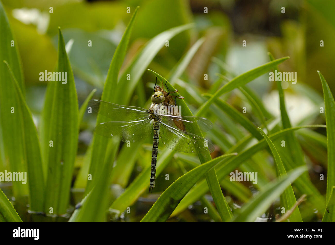 Dragonfly just hatched from exuvia casing Stock Photo - Alamy