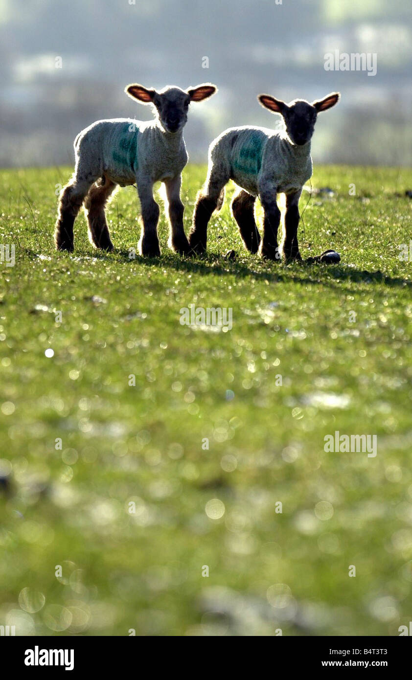 Suffolk Cross lambs to be born on a farm at Alderminster near Stratford ...
