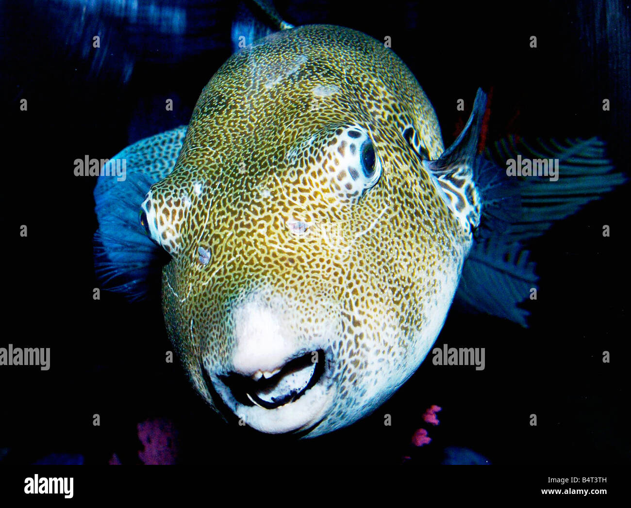 Puffer Pete a giant puffer fish whos the latest addition to the Sea ...