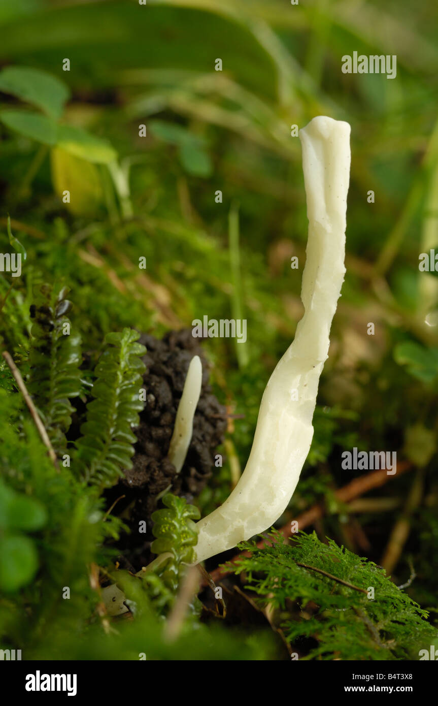 Wrinkled club, clavulina rugosa, fungi growing on the ground in mixed ...