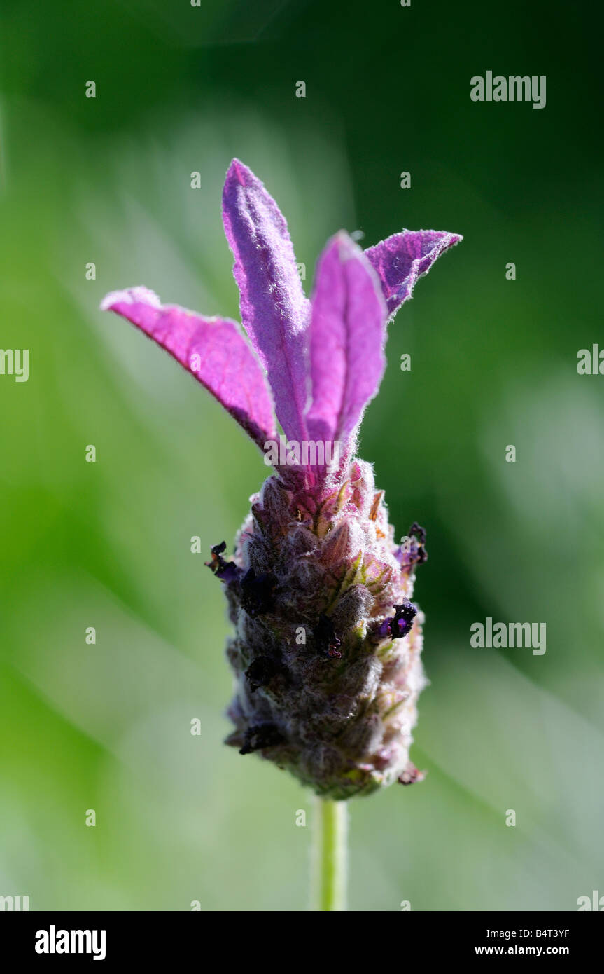 Lavender scent hi-res stock photography and images - Alamy