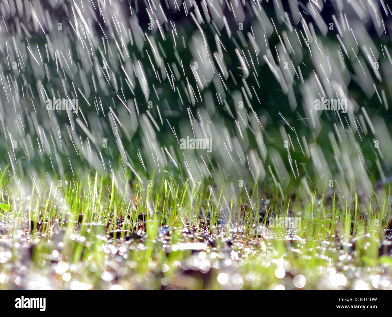 Newley seeded grass being watered Stock Photo - Alamy