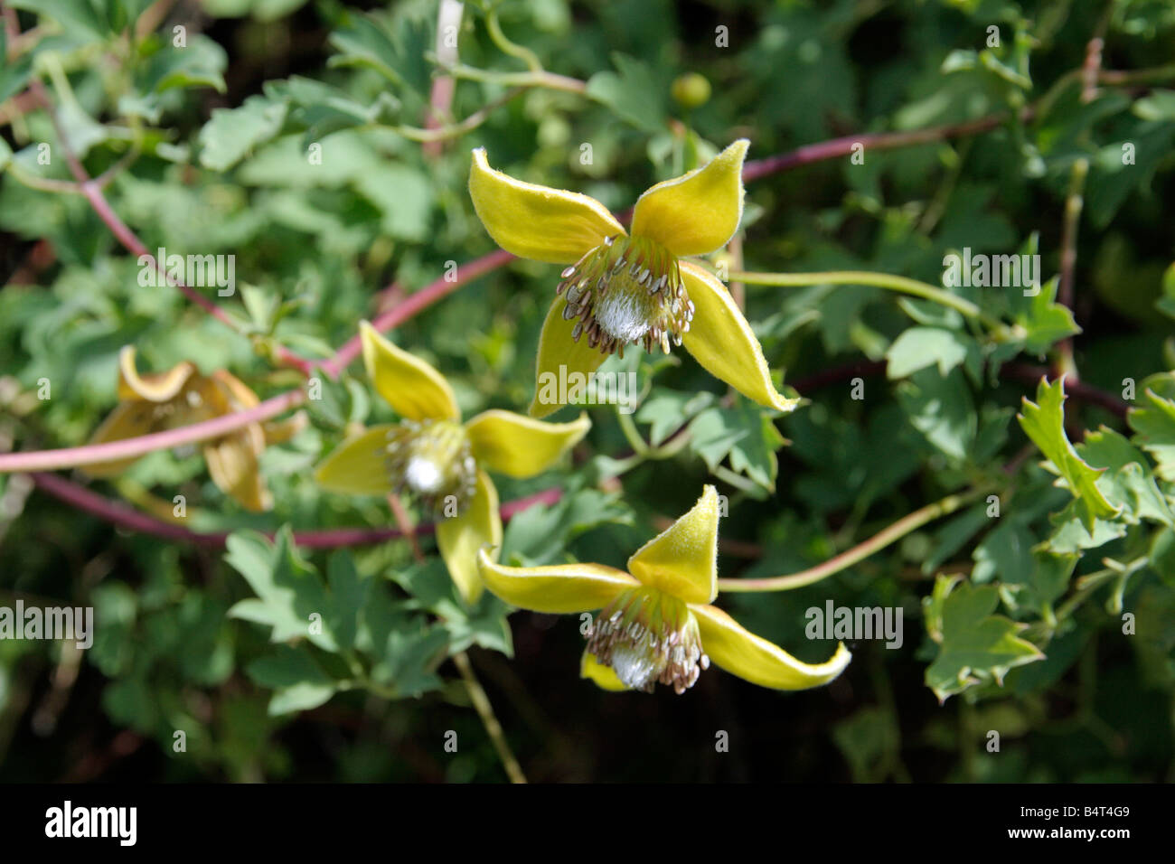 Clematis serratifolia hi-res stock photography and images - Alamy