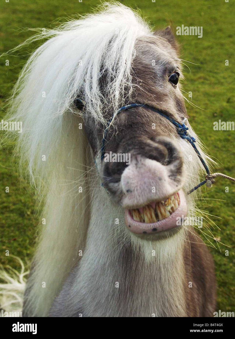 Shetland Pony smiles for the camera Stock Photo - Alamy