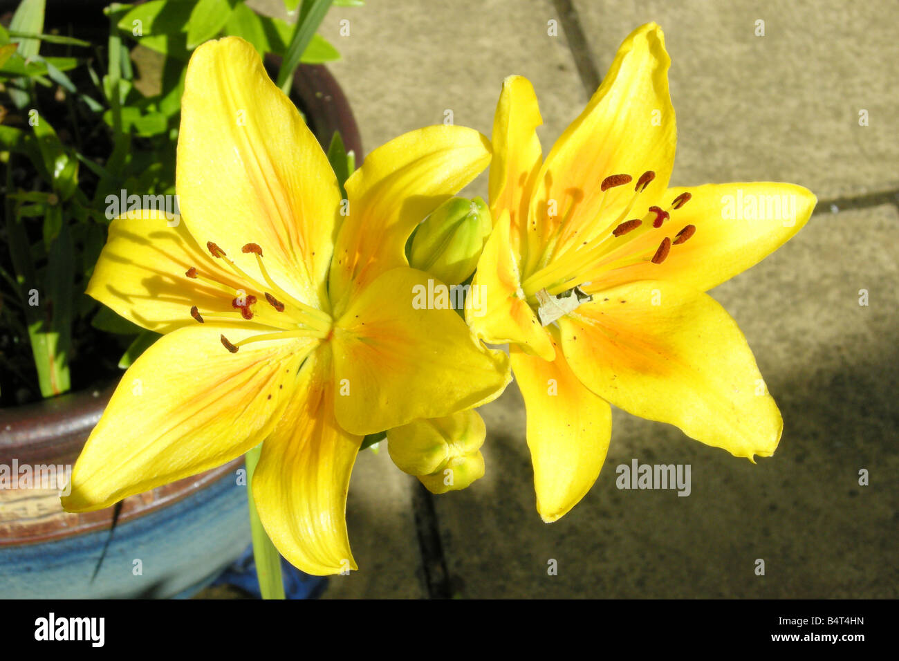 Buds beautiful lilies close hi-res stock photography and images - Alamy