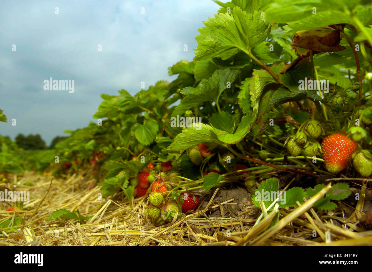 Essington farm hi-res stock photography and images - Alamy