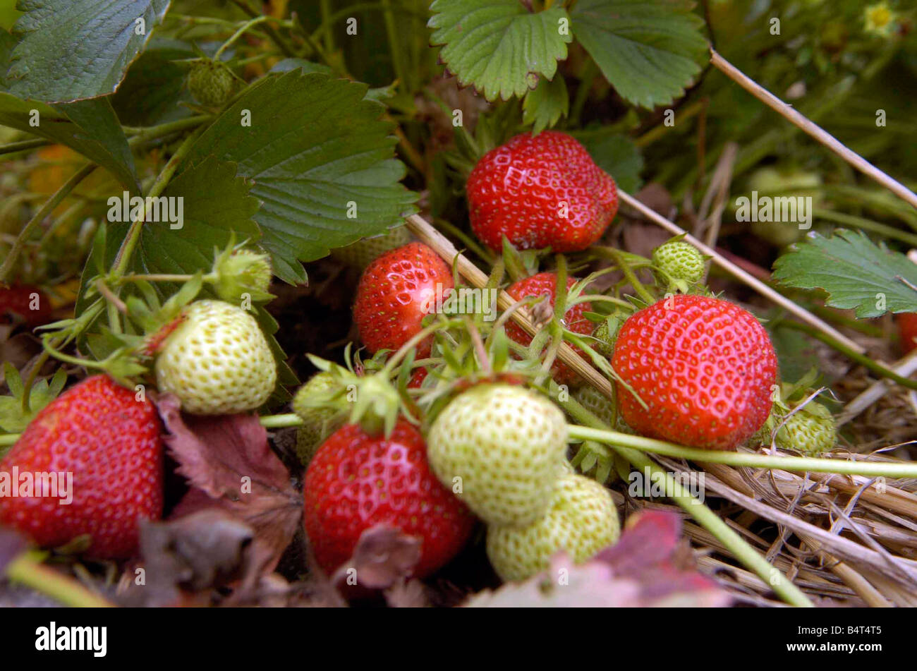 Essington farm hi-res stock photography and images - Alamy