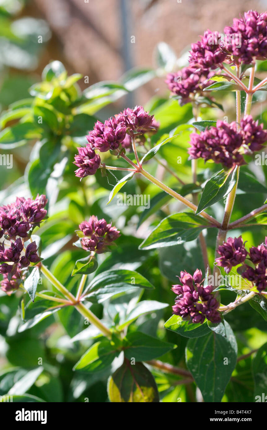 Marjoram leaves hi-res stock photography and images - Alamy