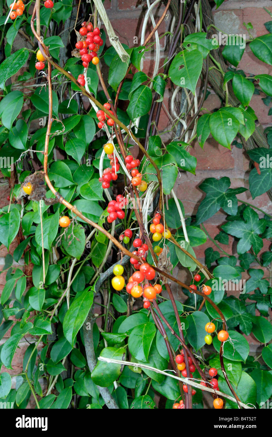 BLACK BRYONY TAMUS COMMUNIS Stock Photo - Alamy