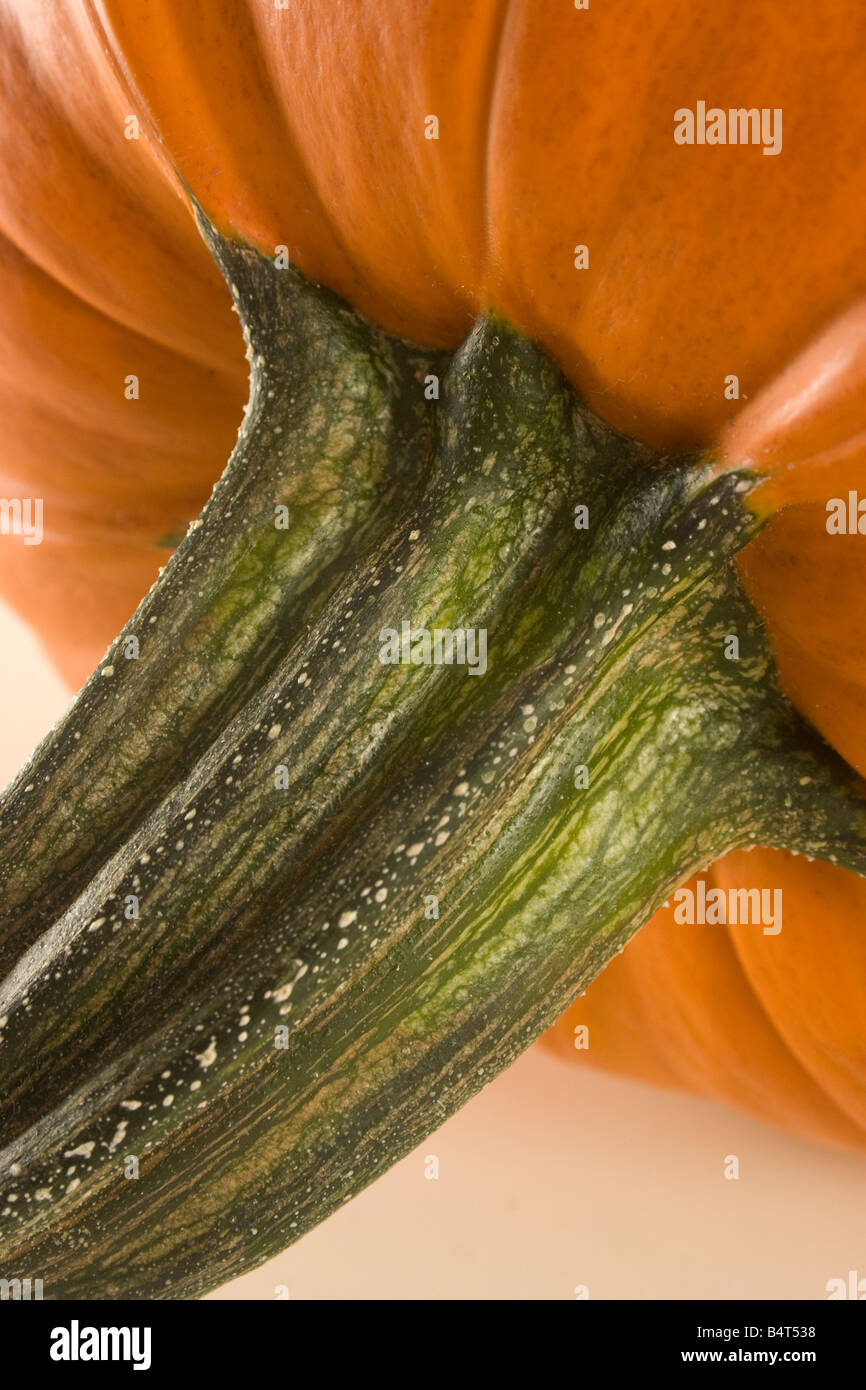 Green Stem on top of Orange Pumpkin up close angle with tight crop ...