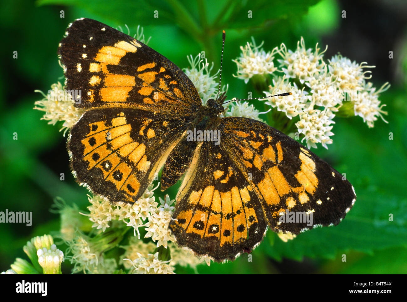 Silvery Checkerspot Butterfly