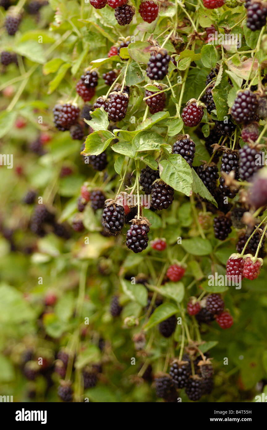 Youngberry hi-res stock photography and images - Alamy